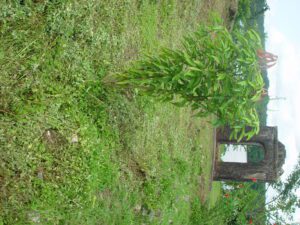 Fort Kyk-Over-Al – National Trust