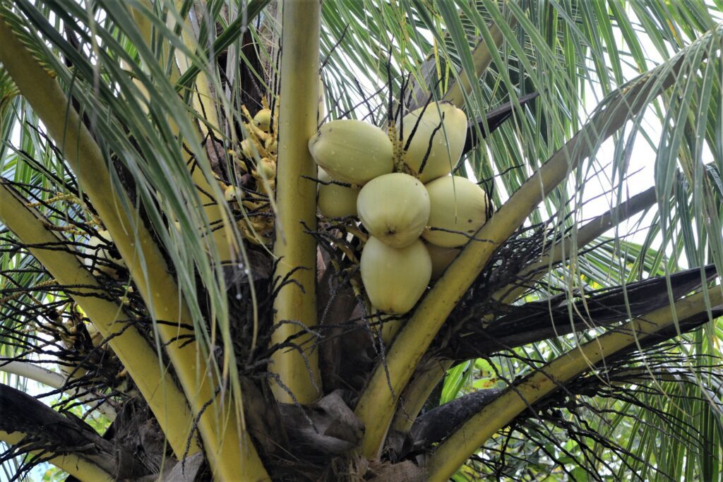 Fort Kyk-Over-Al – National Trust