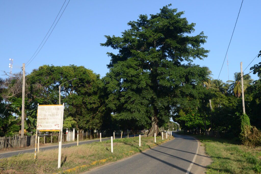 Half-way Tree – National Trust