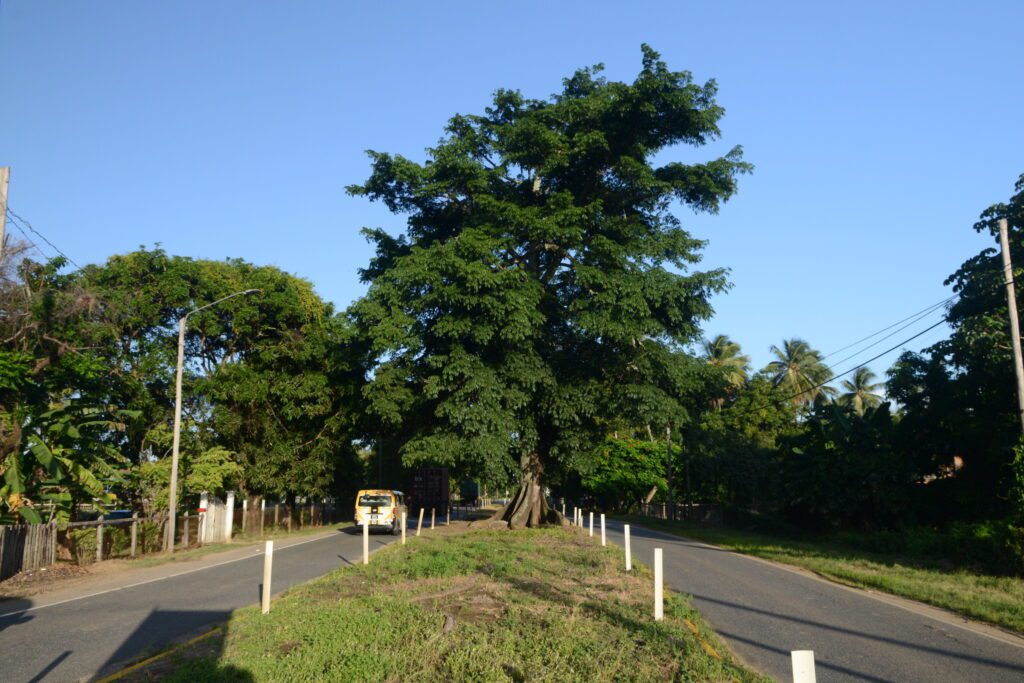 Half-way Tree – National Trust