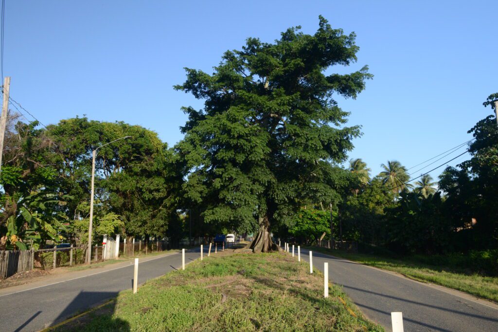 Half-way Tree – National Trust