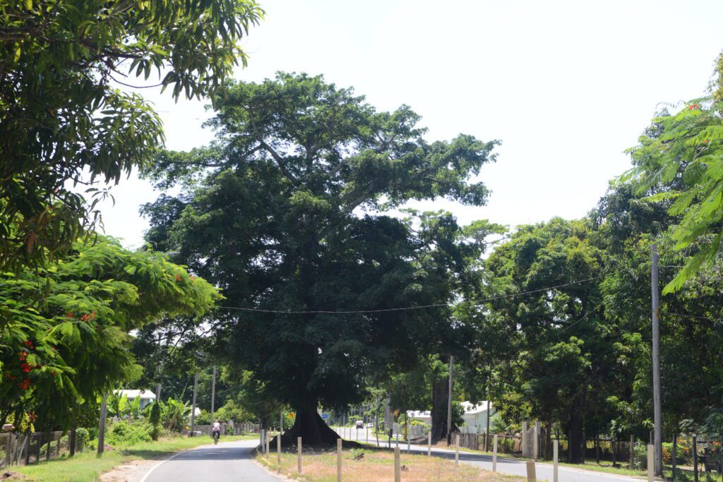 Half-way Tree – National Trust