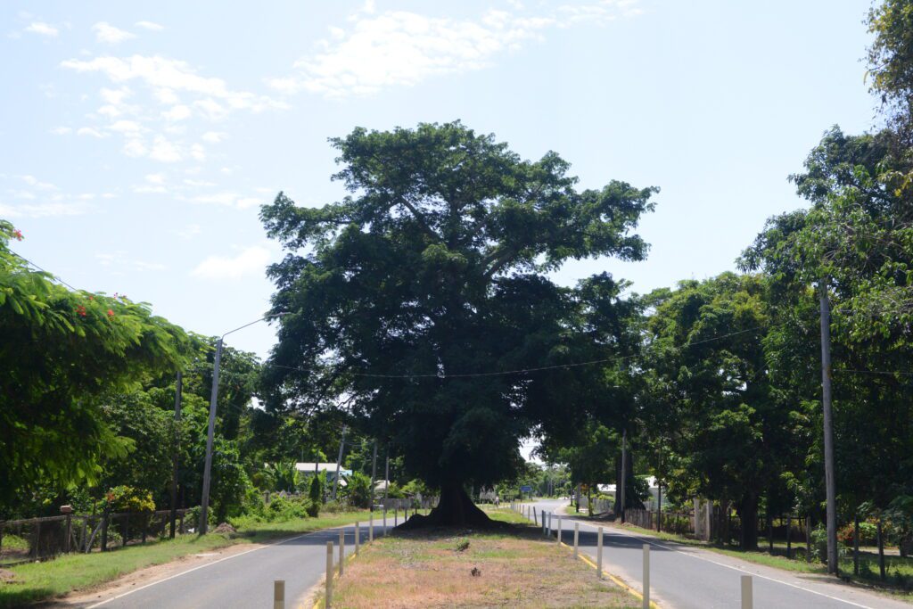Half-way Tree – National Trust